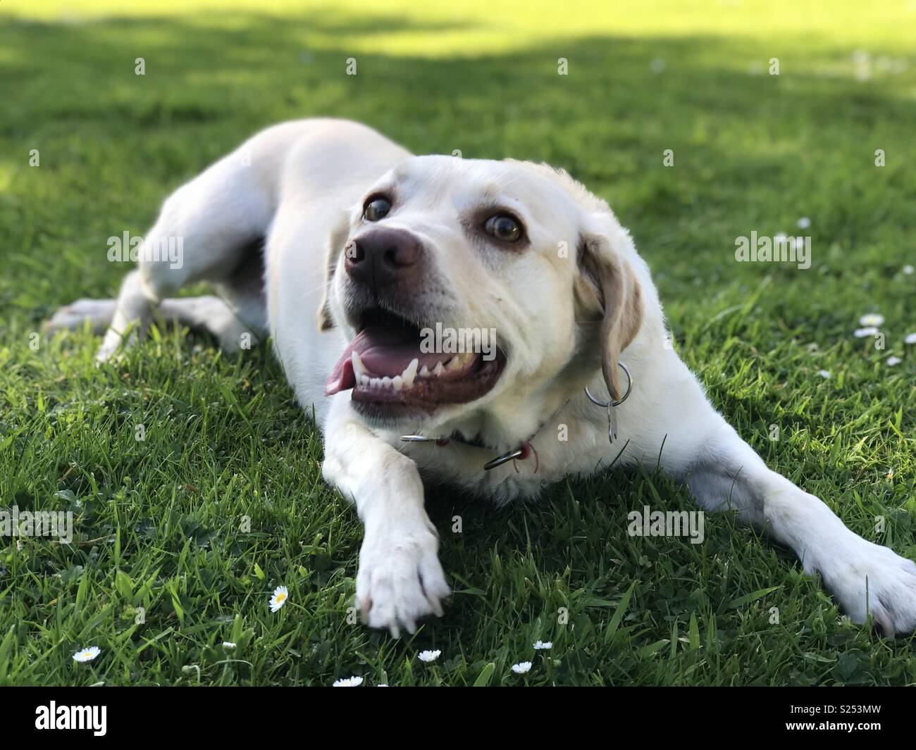 Smiley pup hi-res stock photography and images - Alamy
