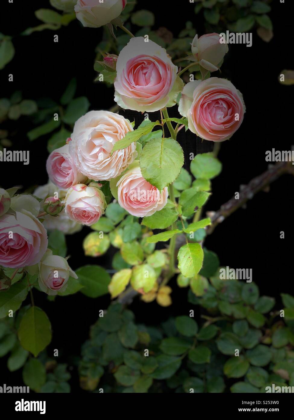Berkeley rose garden california hi-res stock photography and images - Alamy