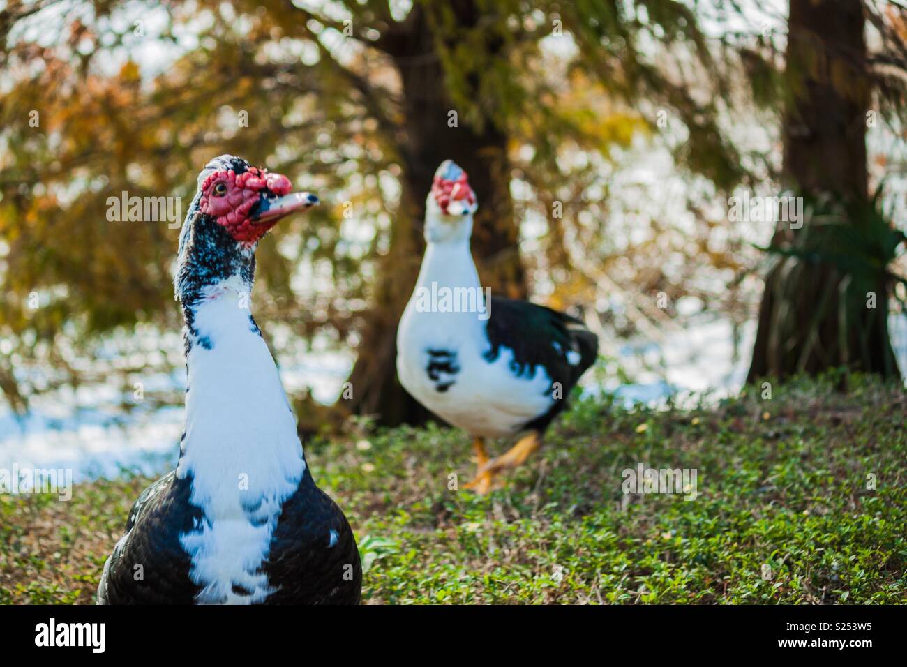 Muscovy pair hi-res stock photography and images - Alamy