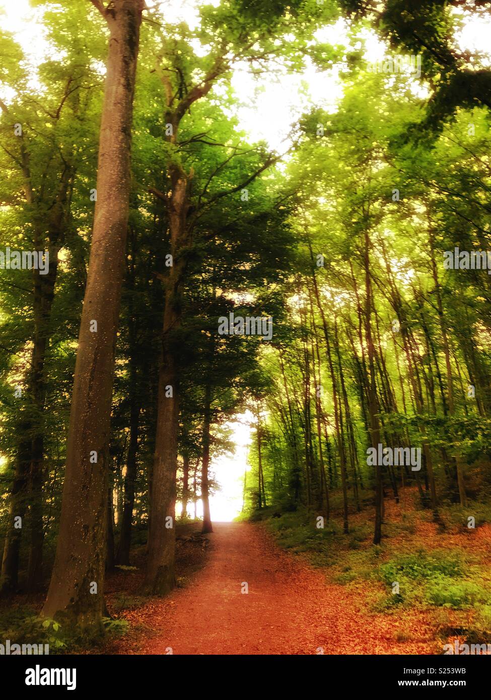 Path in the forest Stock Photo - Alamy