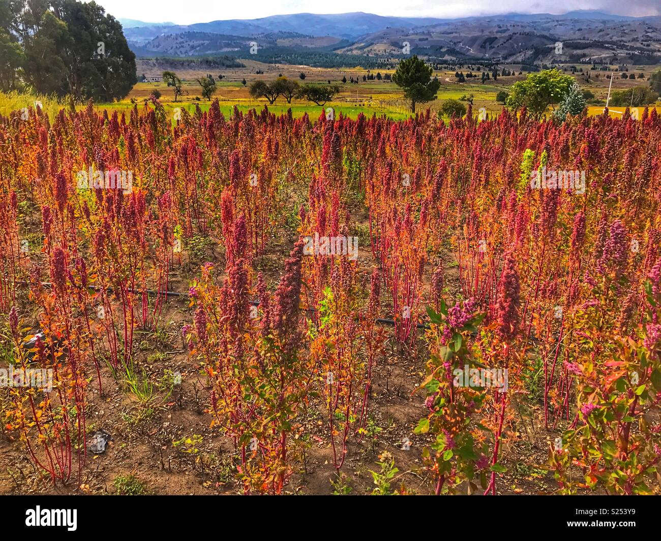 Ecuador scenery hi-res stock photography and images - Alamy