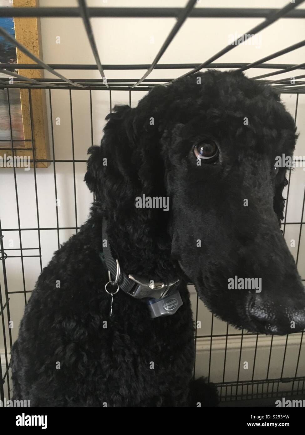 Sad dog trapped in crate Stock Photo - Alamy