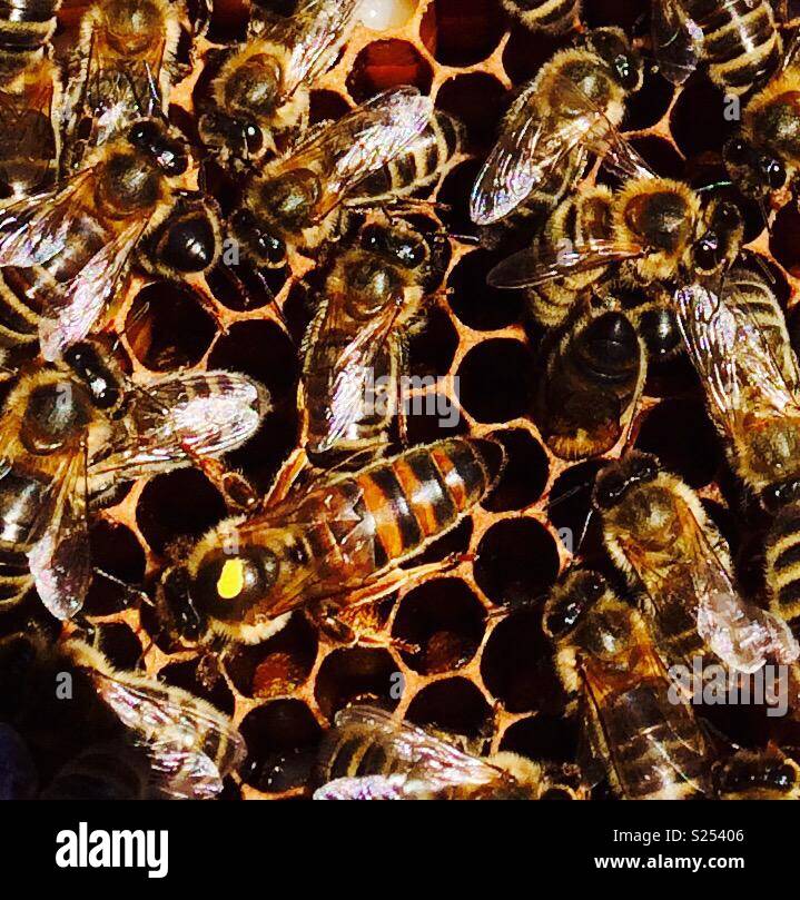 Queen bees hi-res stock photography and images - Alamy