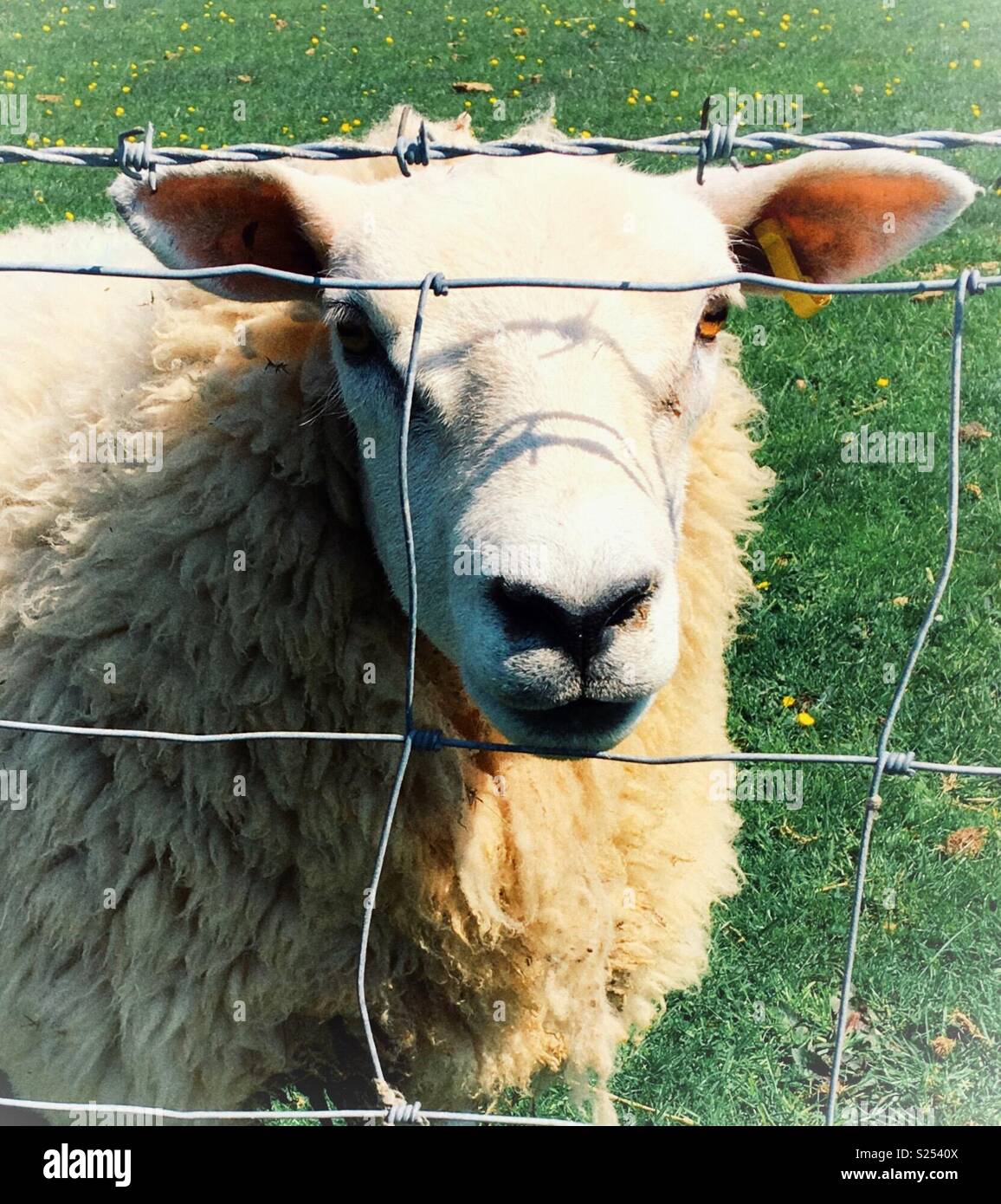 Sheep head through fence hi-res stock photography and images - Alamy