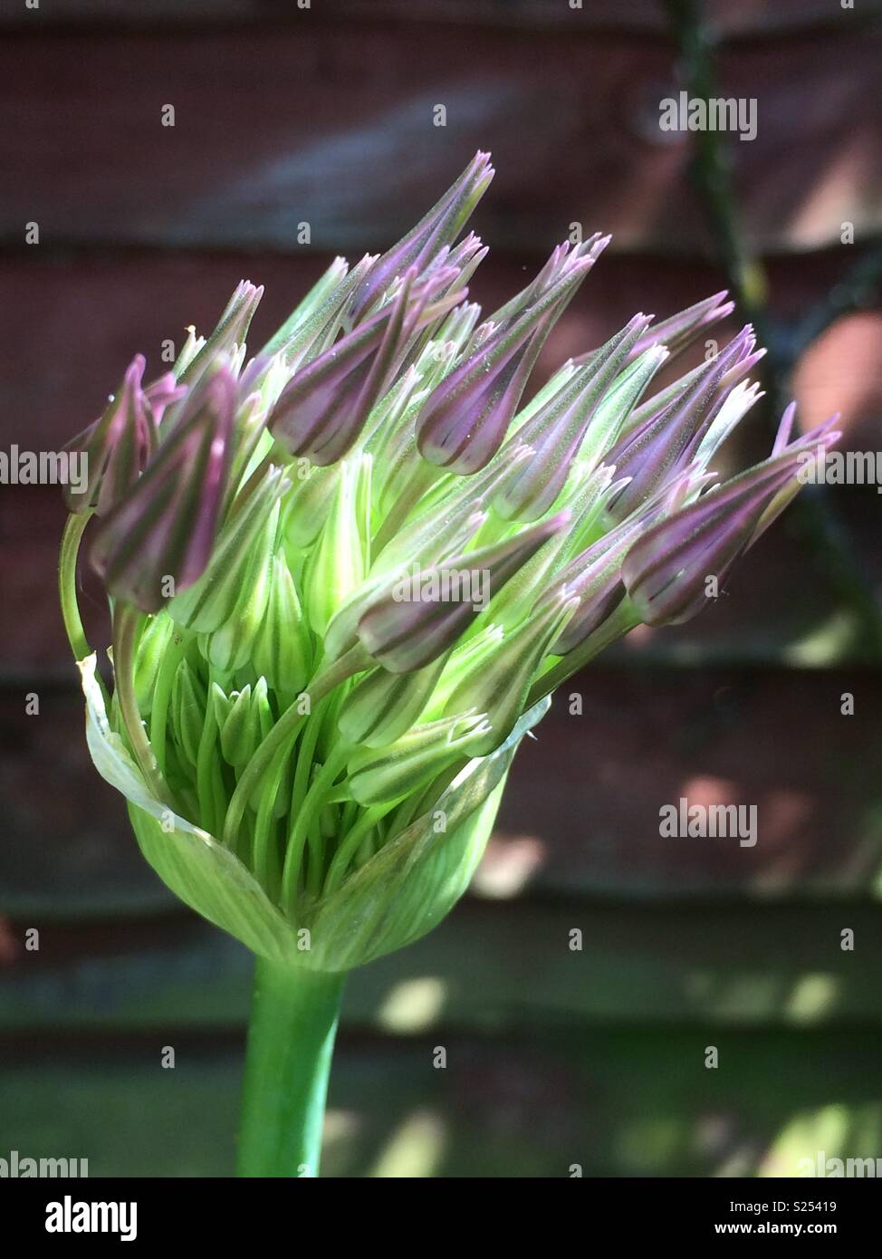Bursting Open High Resolution Stock Photography and Images - Alamy