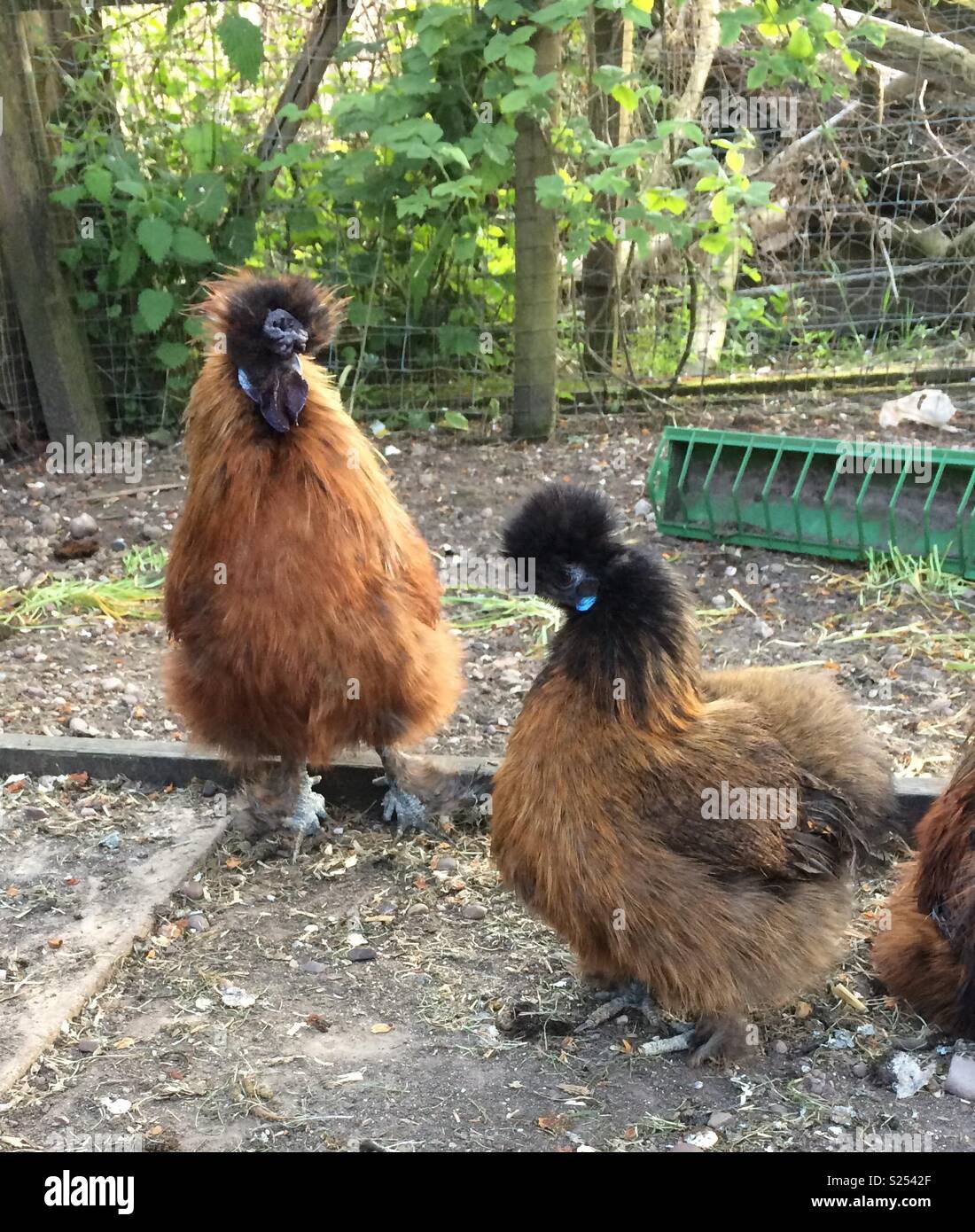 Brown silkies hi-res stock photography and images - Alamy