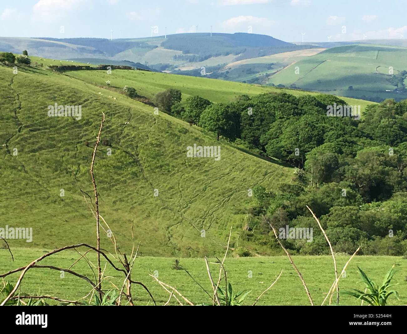 Welsh woods hi-res stock photography and images - Alamy
