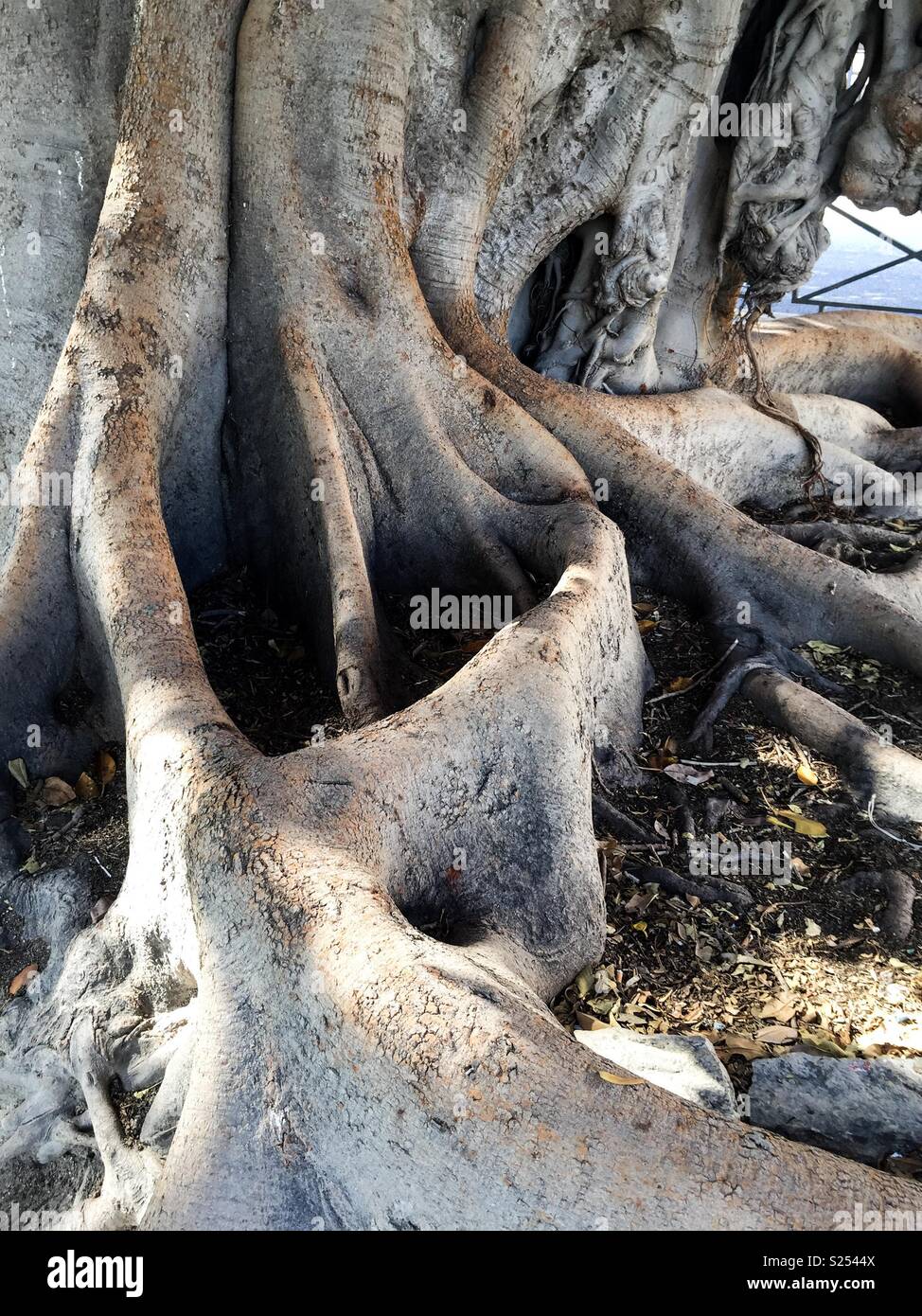 Detail of roots of rubber plant Stock Photo - Alamy