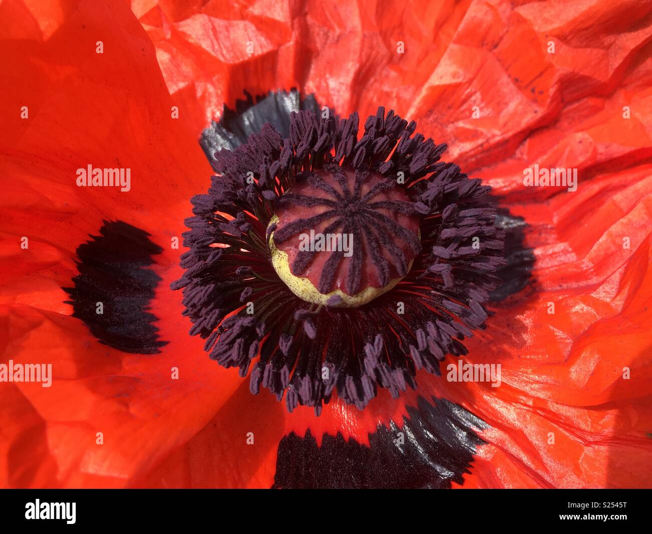 Centre of a poppy hi-res stock photography and images - Alamy