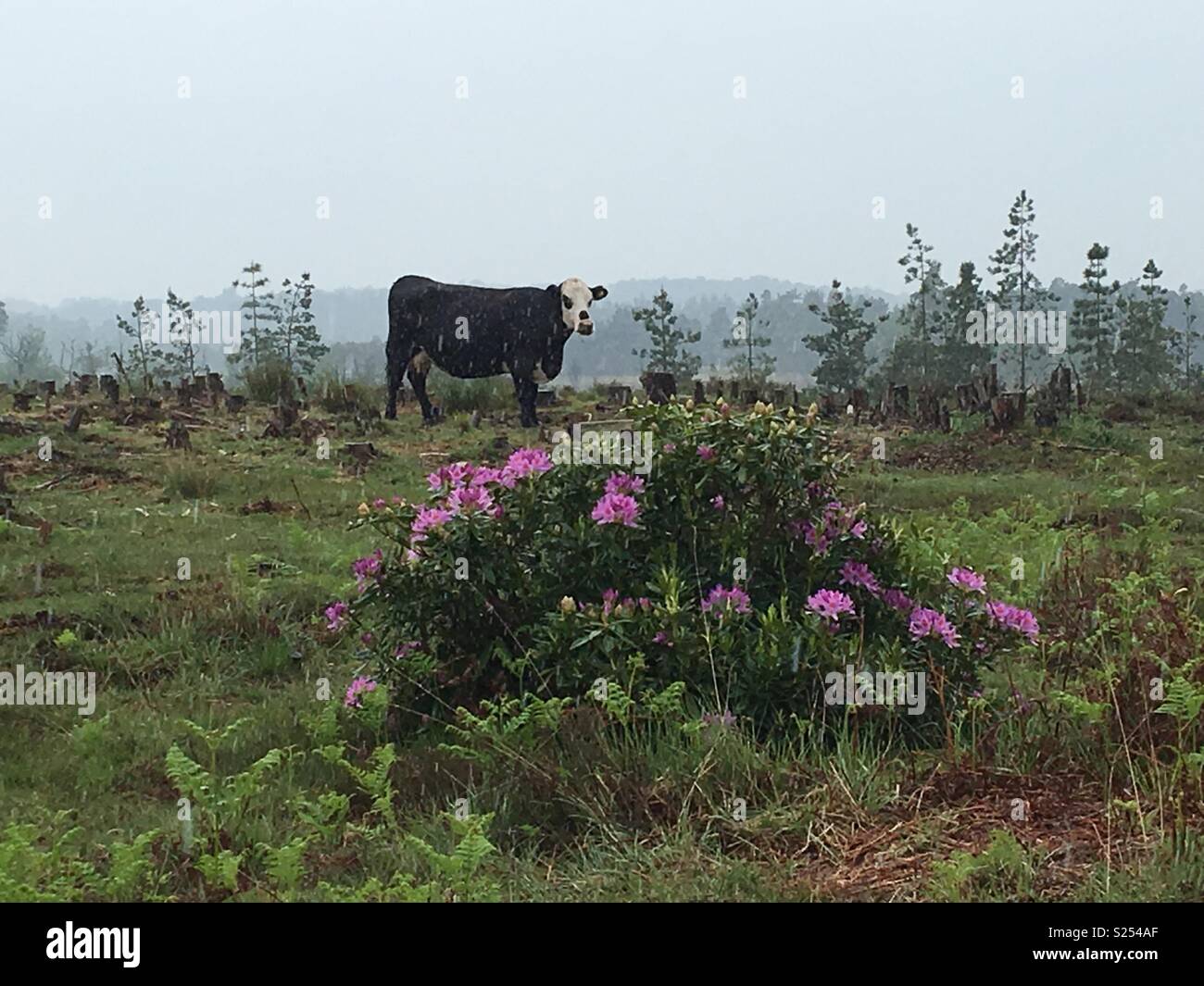 Roaming cow hi-res stock photography and images - Alamy