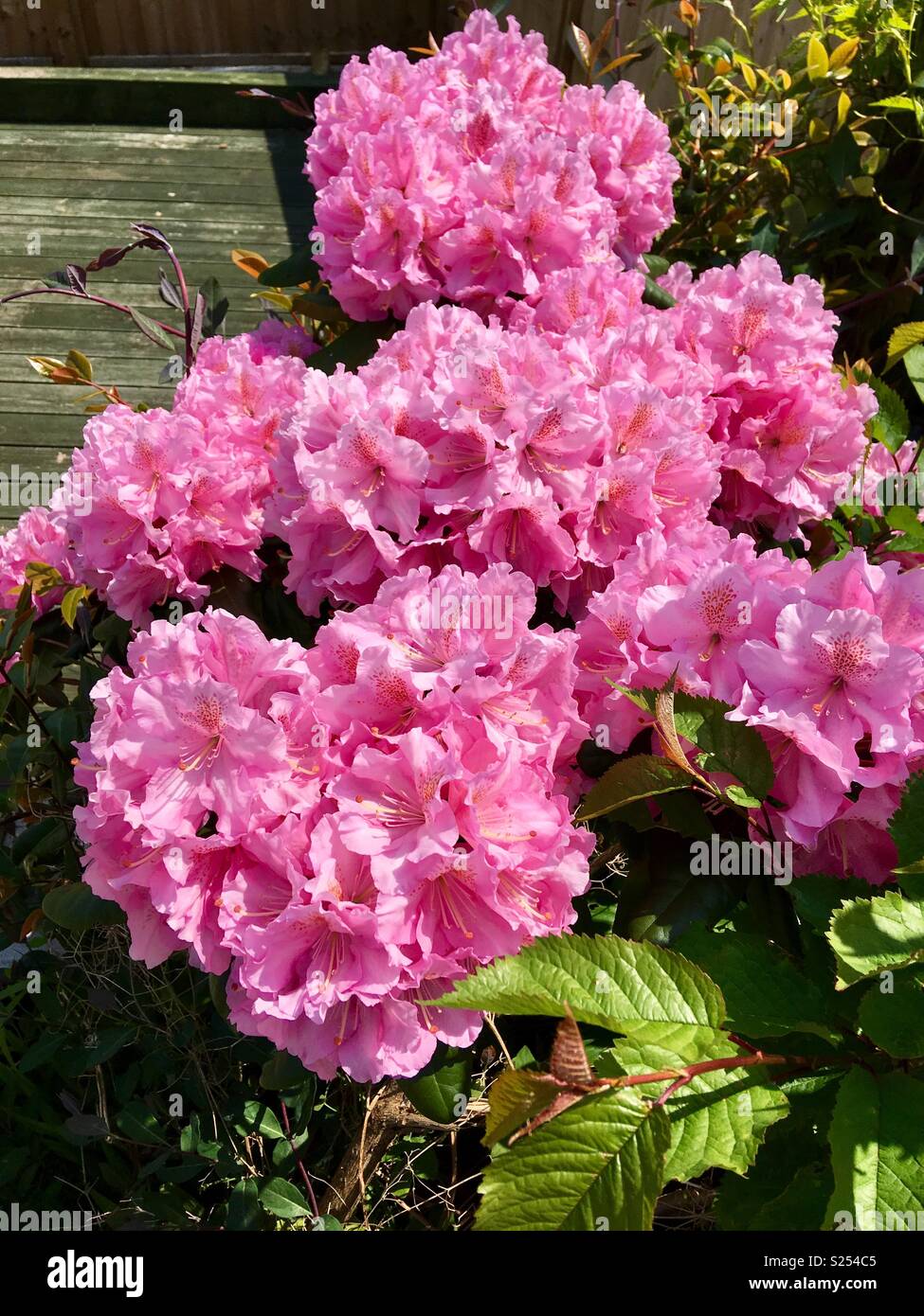 Rhododendrons pink best I’ve seen in years Stock Photo - Alamy