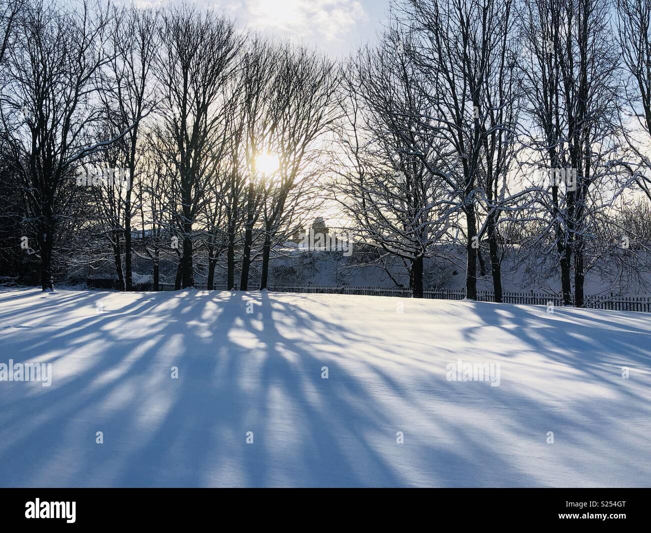 Snowy scene with trees Stock Photo - Alamy