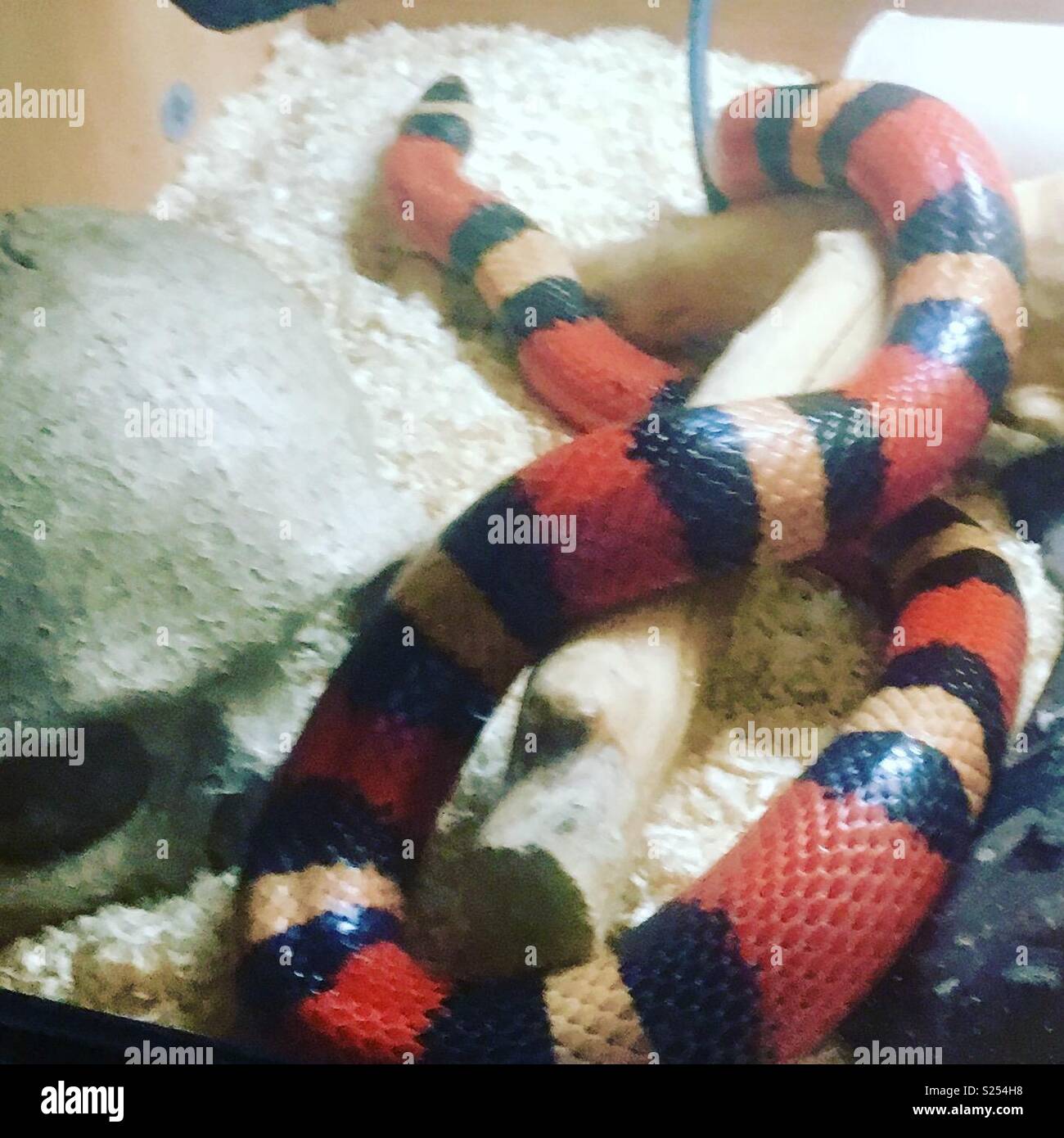 My snake just chilling with his skull hide Stock Photo - Alamy