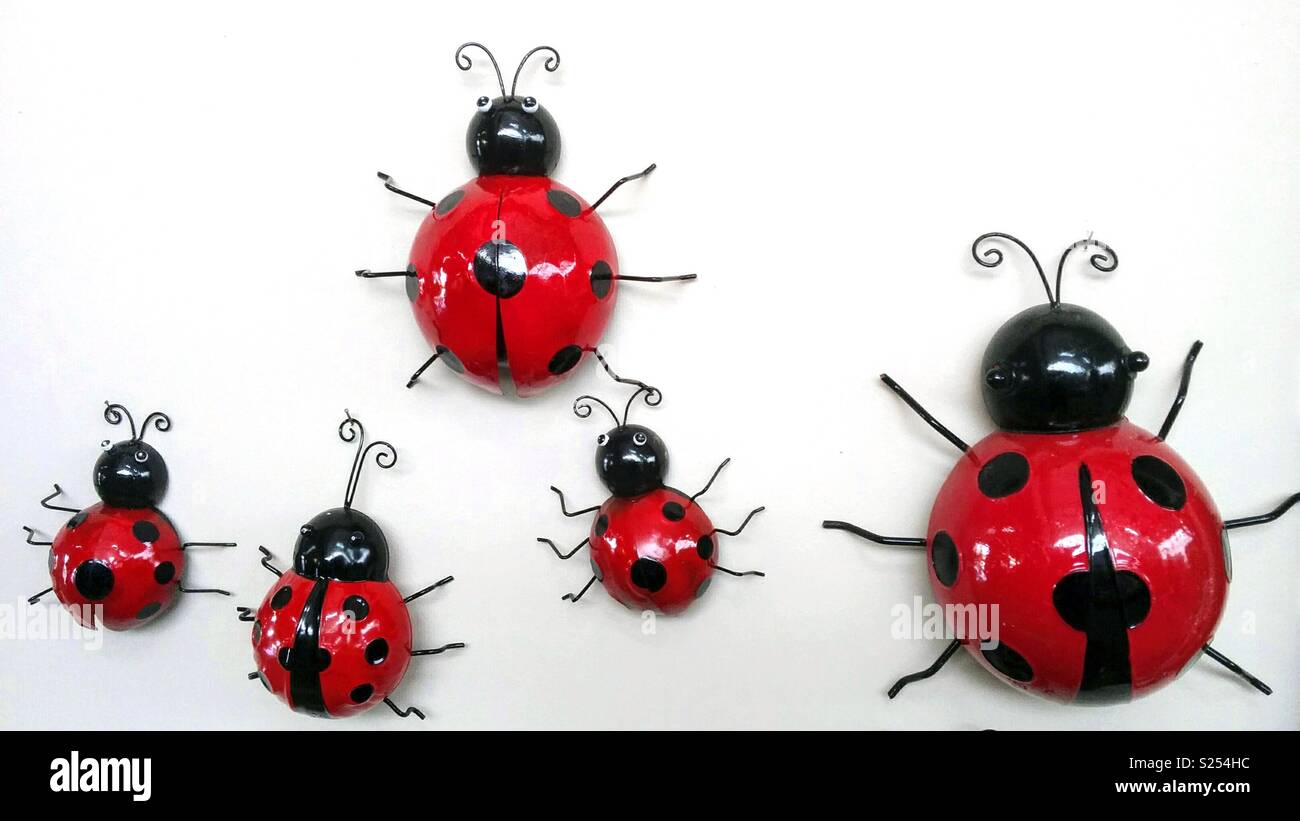 Black ladybugs hi-res stock photography and images - Alamy