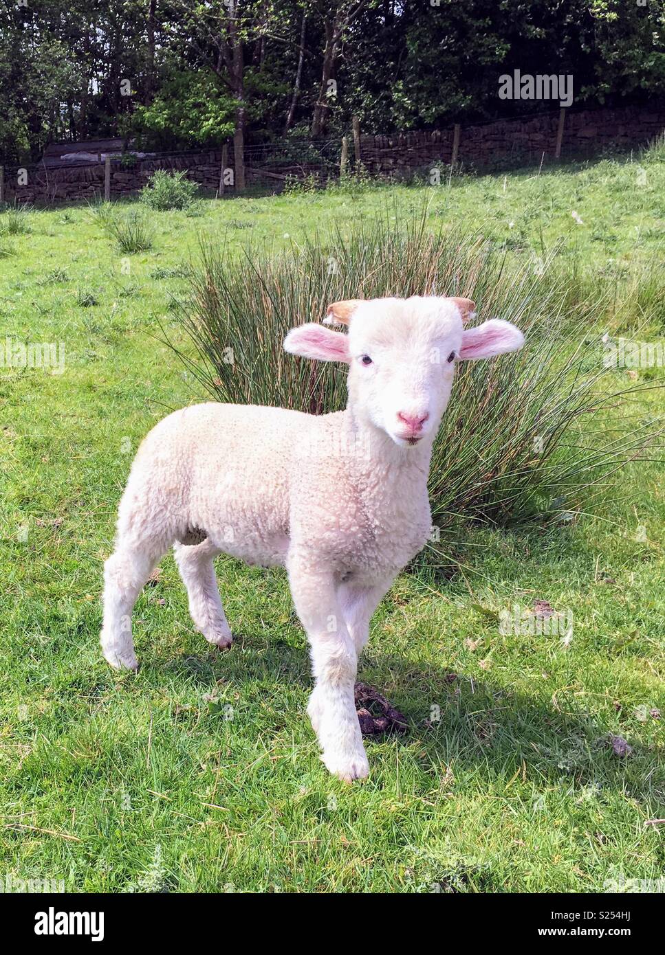 Mary had a little lamb hi-res stock photography and images - Alamy