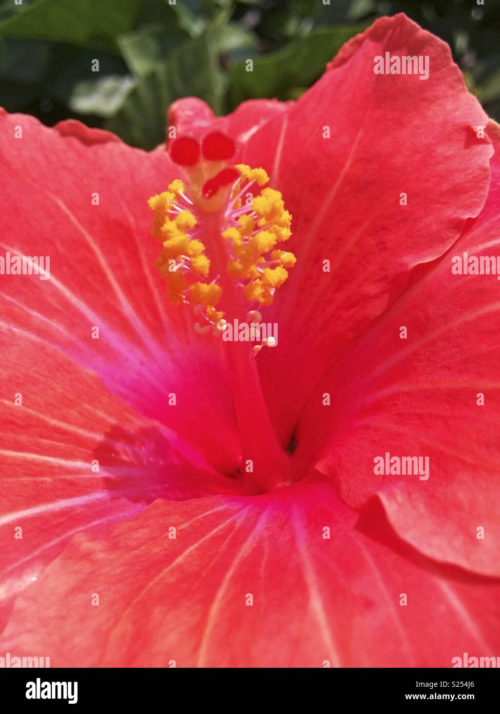 Hybiscus rosa sinensis hi-res stock photography and images - Alamy