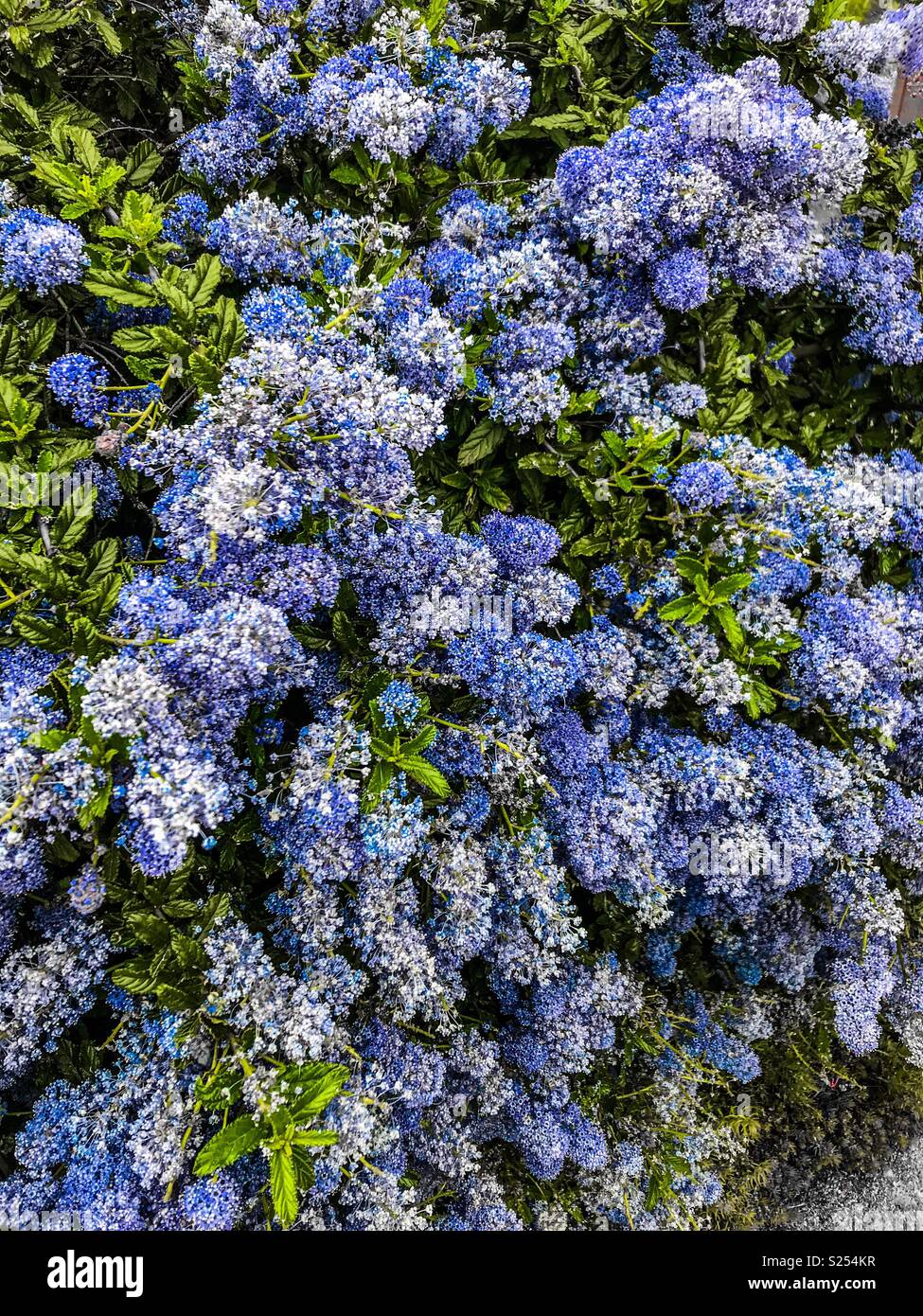 Baby Blue Blooms Stock Photo - Alamy