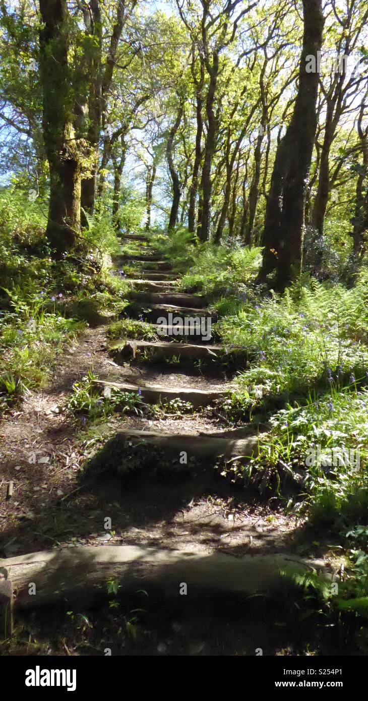 Woodland Steps Stock Photos & Woodland Steps Stock Images - Alamy