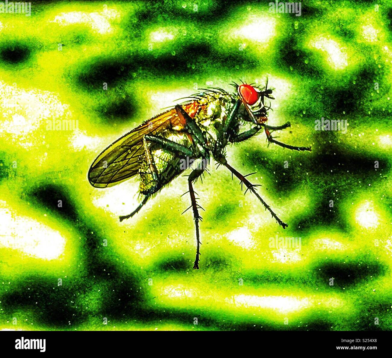 Super creepy mutant fly Stock Photo - Alamy