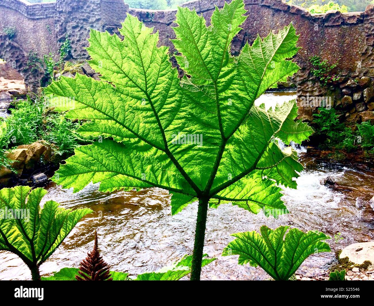See through leaf hi-res stock photography and images - Alamy