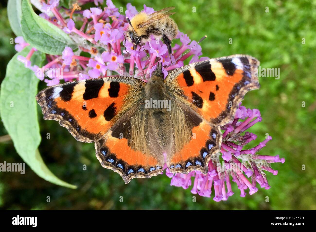 Covered in pollen bee butterfly hi-res stock photography and images - Alamy