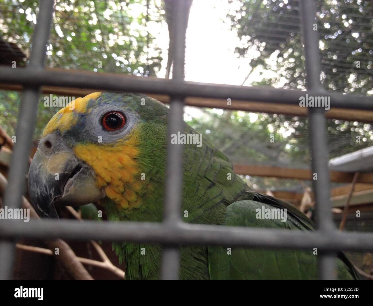 Parrot eye close up hi-res stock photography and images - Alamy