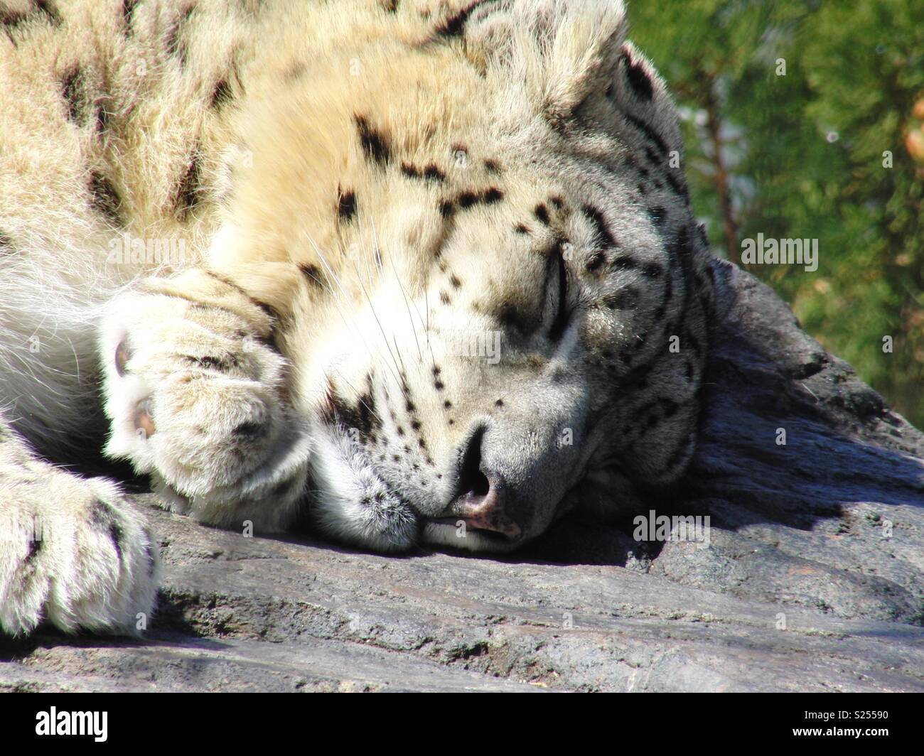 Sleeping leopard hi-res stock photography and images - Alamy