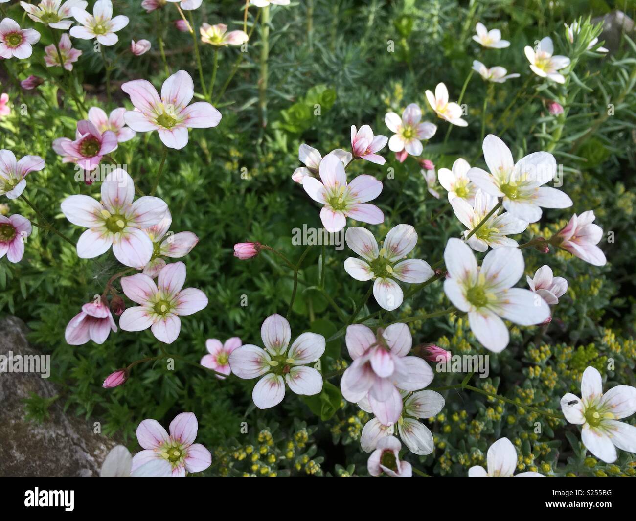 White Alpine Saxifrage High Resolution Stock Photography and Images - Alamy
