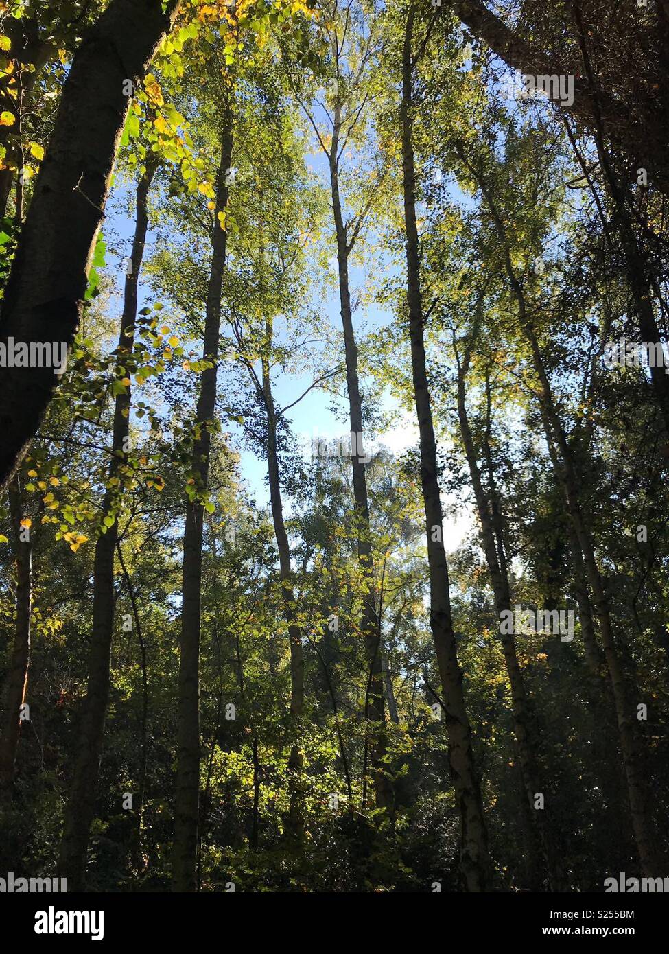Sunlight through trees Stock Photo - Alamy