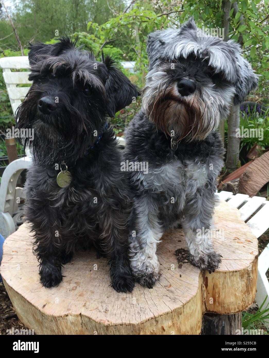 Two small dogs Stock Photo - Alamy