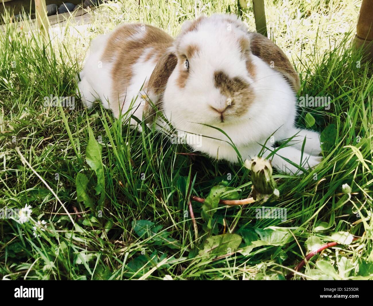 Chilling Cookie the rabbit Stock Photo - Alamy