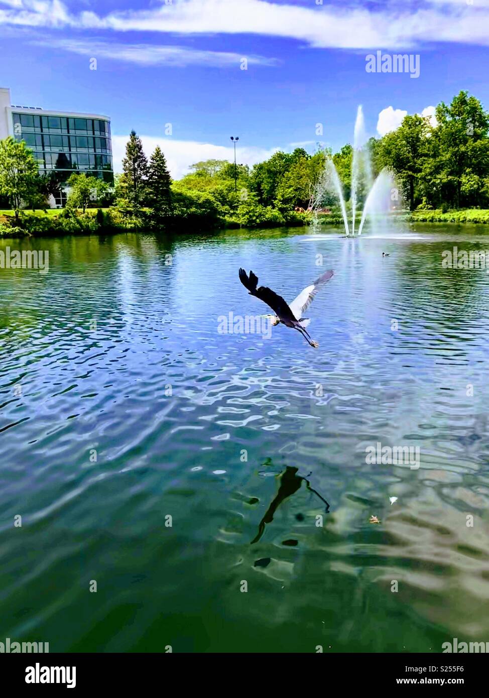 Soar flight hi-res stock photography and images - Alamy