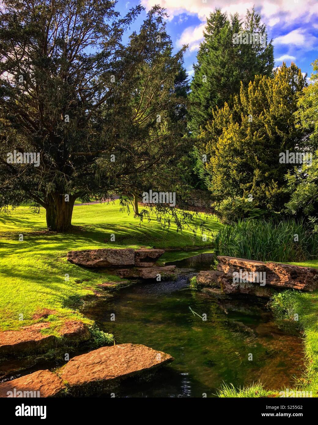 Trees by the stream Stock Photo - Alamy