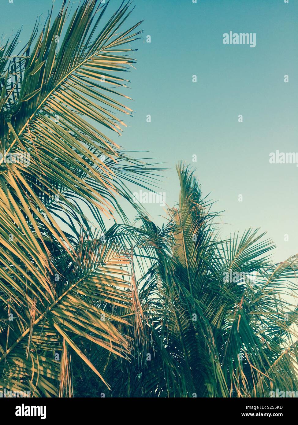 Dubai palm trees hi-res stock photography and images - Alamy