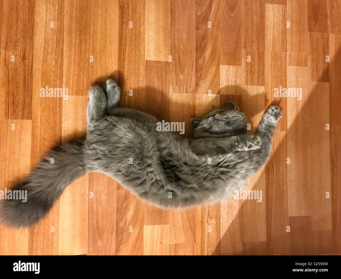 Back sleeping cat hi-res stock photography and images - Alamy