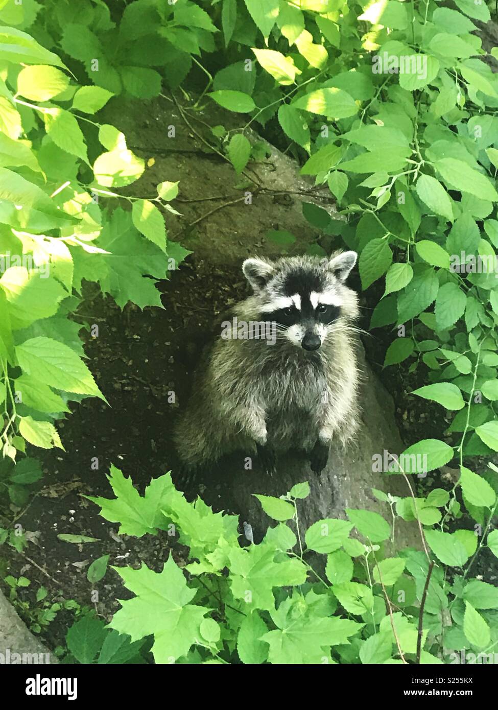 Standing racoon hi-res stock photography and images - Alamy