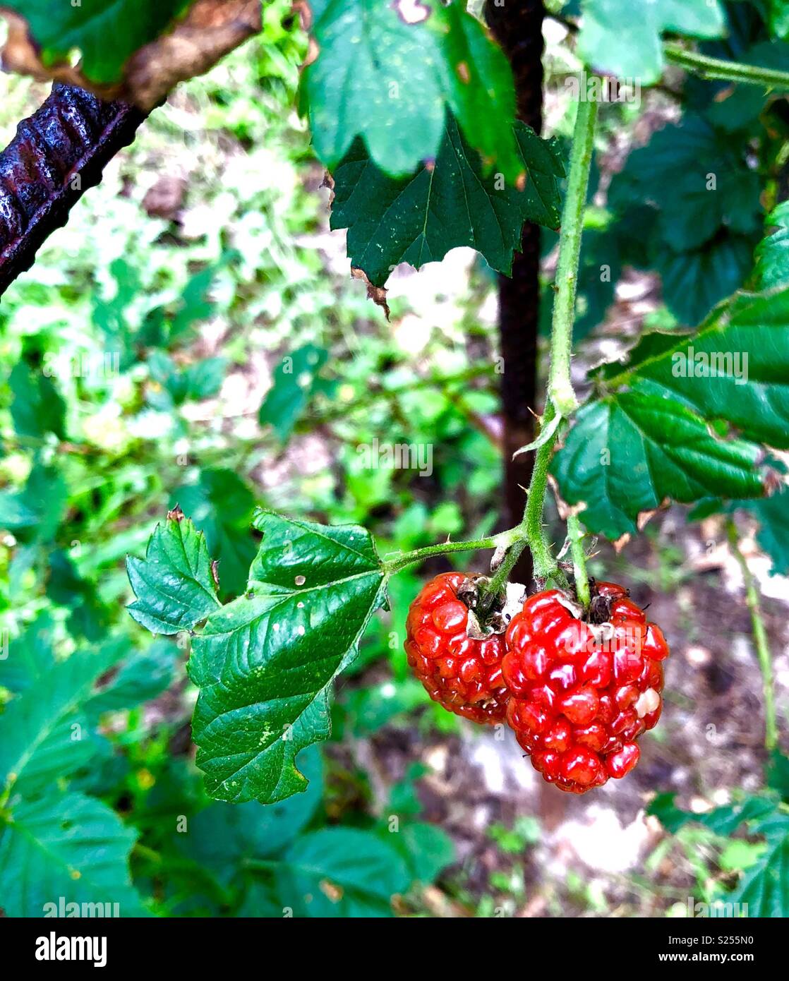 Red blackberries hi-res stock photography and images - Alamy