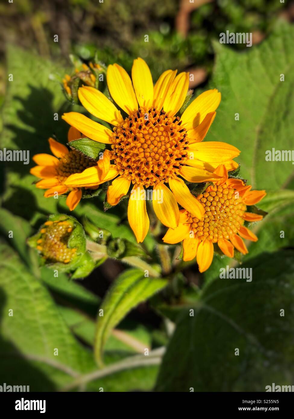 Yacon hi-res stock photography and images - Alamy