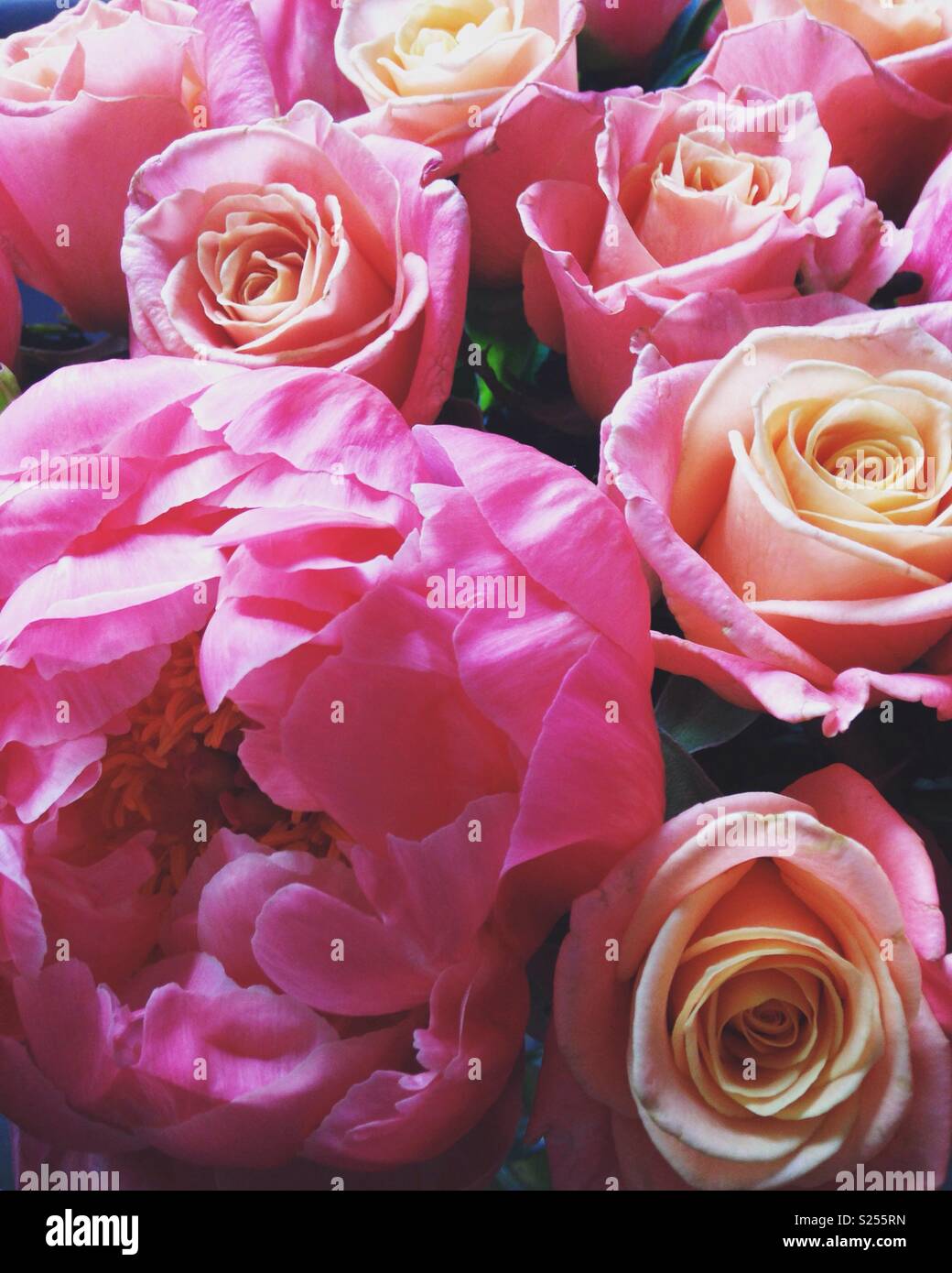 Pink peonies and roses Stock Photo - Alamy