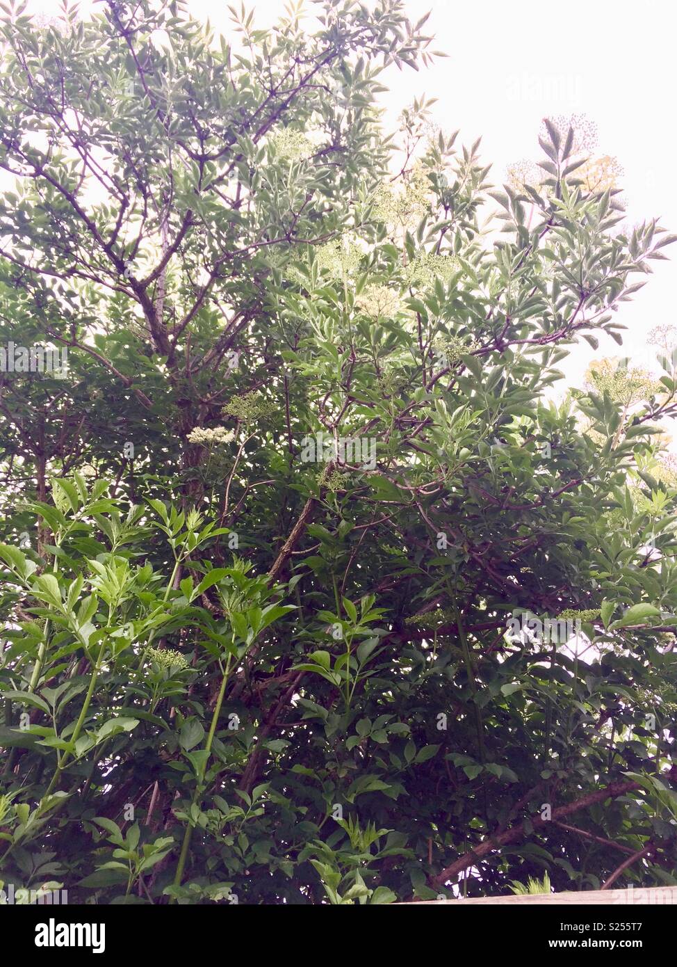 Elder tree hi-res stock photography and images - Alamy