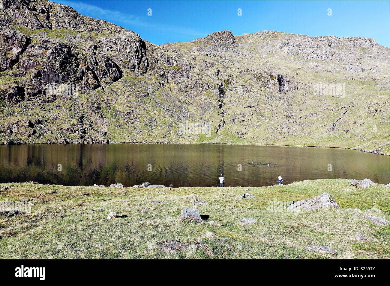 Wild swimming in a Lake District Tarn Stock Photo - Alamy