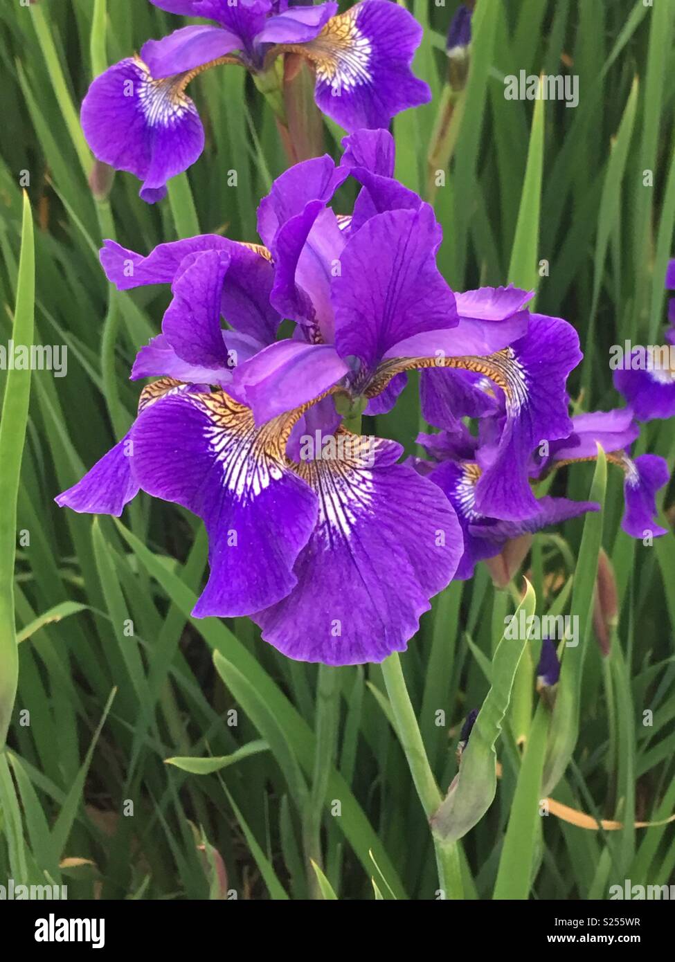 Purple irises hi-res stock photography and images - Alamy