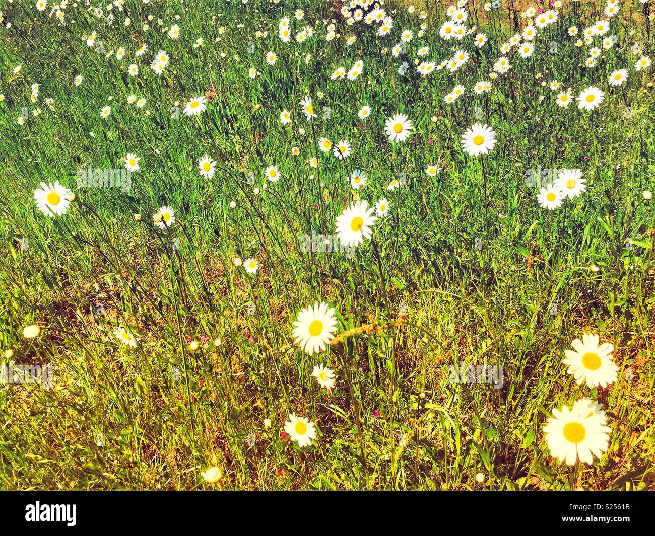 Wild flower meadow Stock Photo - Alamy
