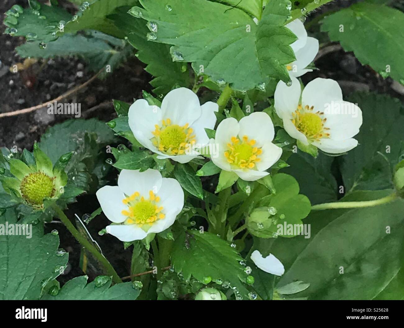 Spring strawberry hi-res stock photography and images - Alamy