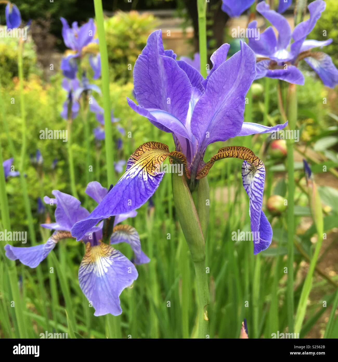 Iris versicolor iris versicolor hi-res stock photography and images - Alamy