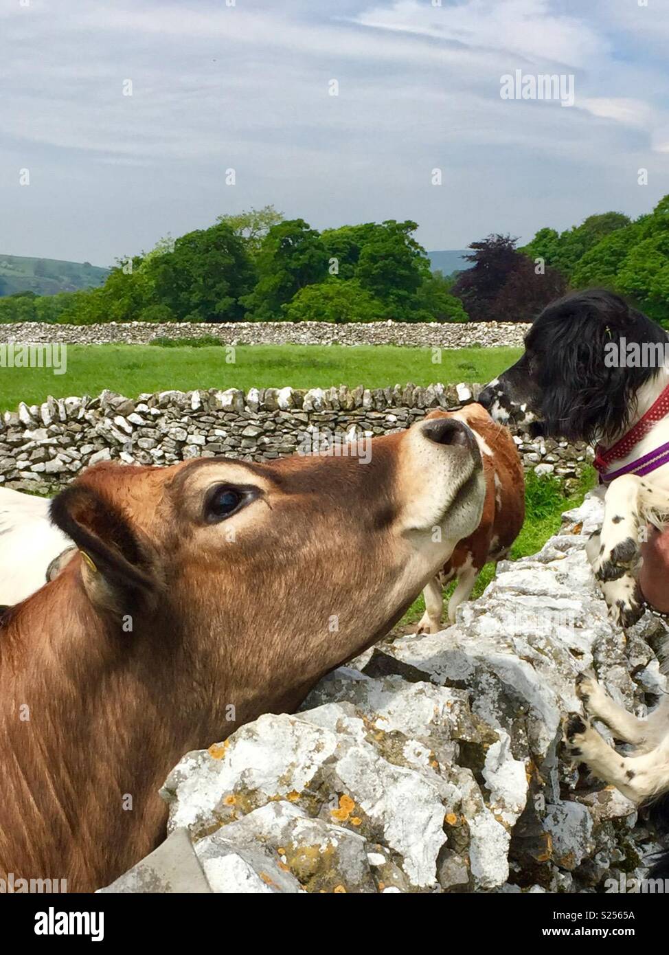 Kissing cow hi-res stock photography and images - Alamy