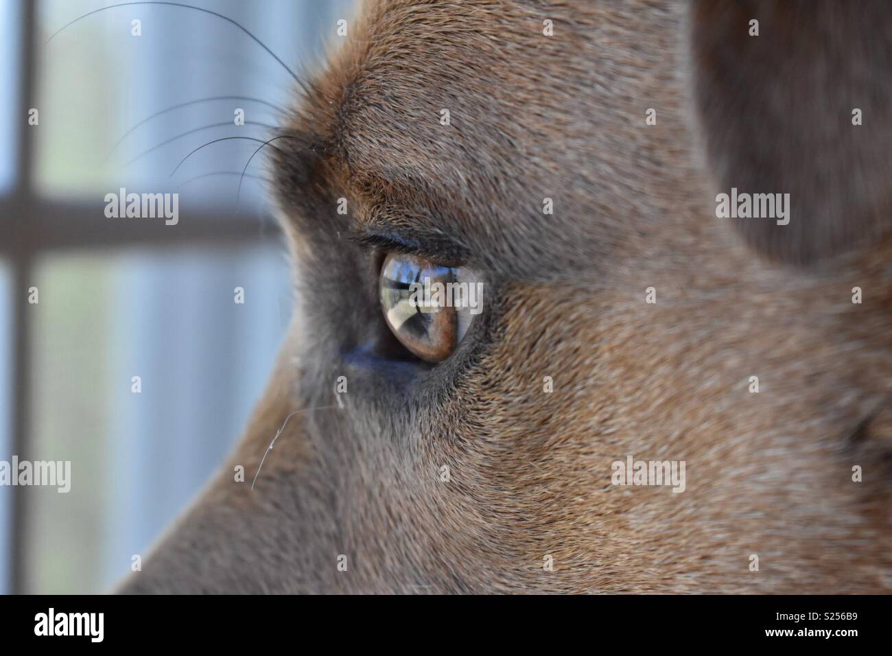 Cute reflect hi-res stock photography and images - Alamy