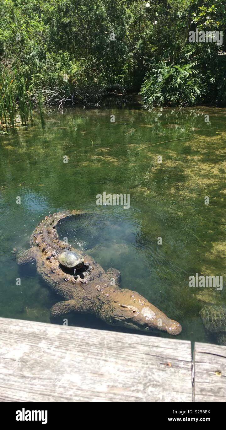 Turtle riding a gator Stock Photo - Alamy