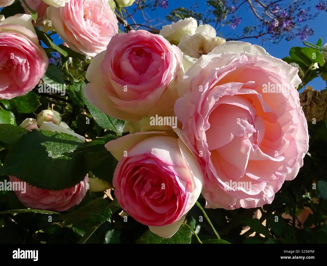 Spain roses hi-res stock photography and images - Alamy
