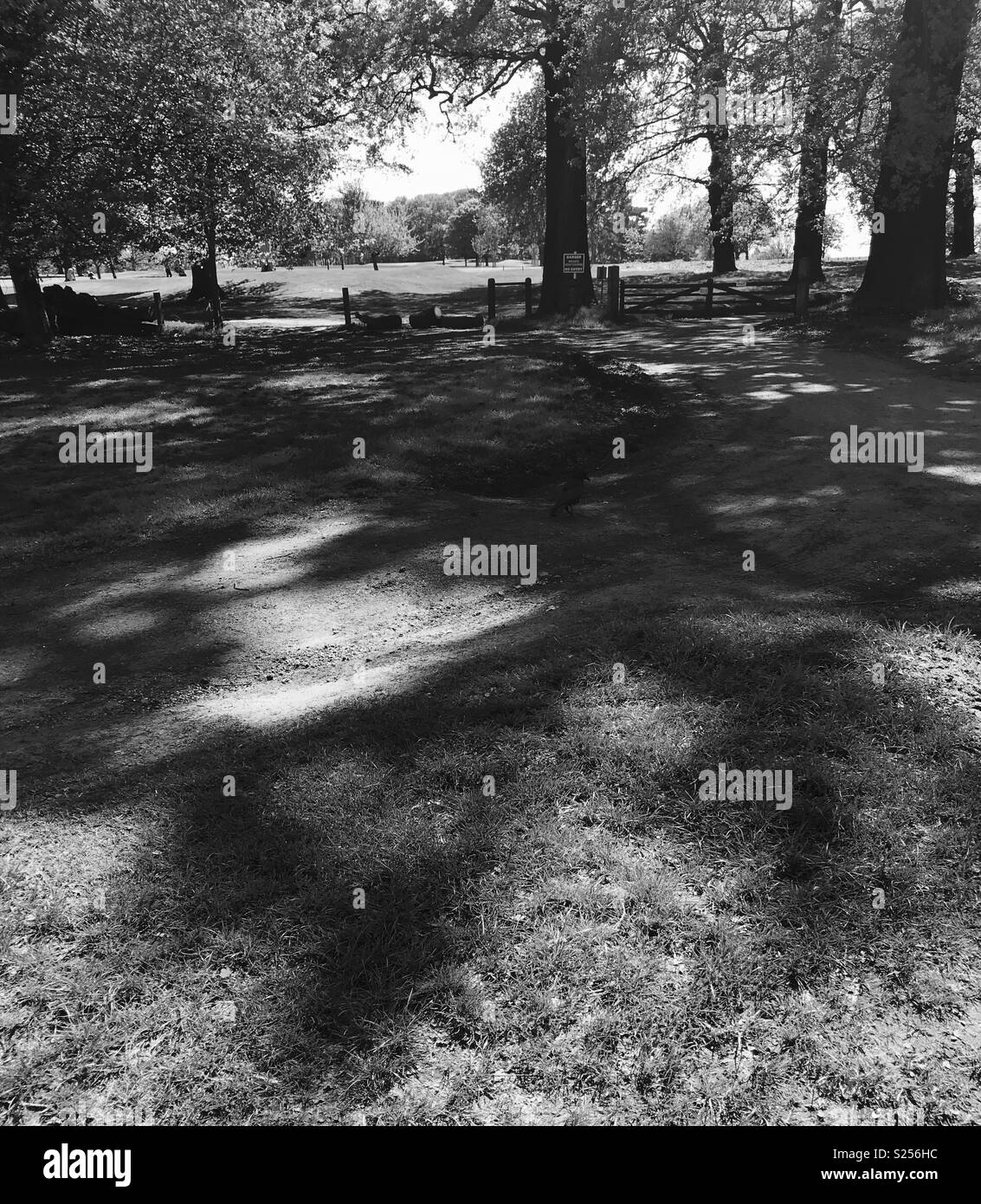Shadowy trees hi-res stock photography and images - Alamy